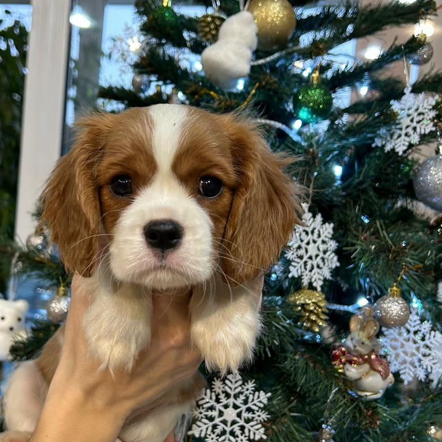 Кавалер Кинг Чарльз спаниель