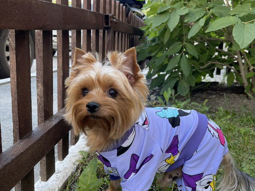 Одежда для собак