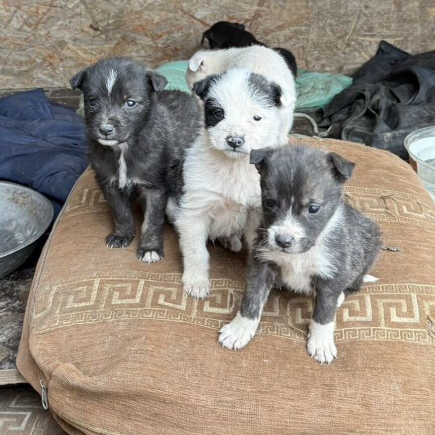 Щенок в добрые руки