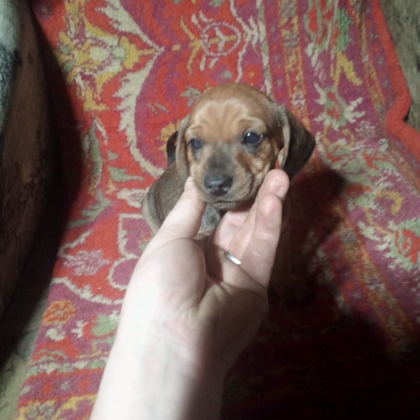 Щенки таксы