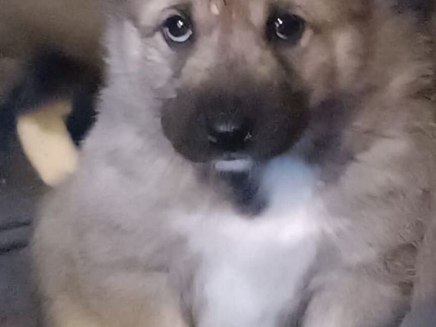 Щенки мальчики и девочки, 1,5 мес