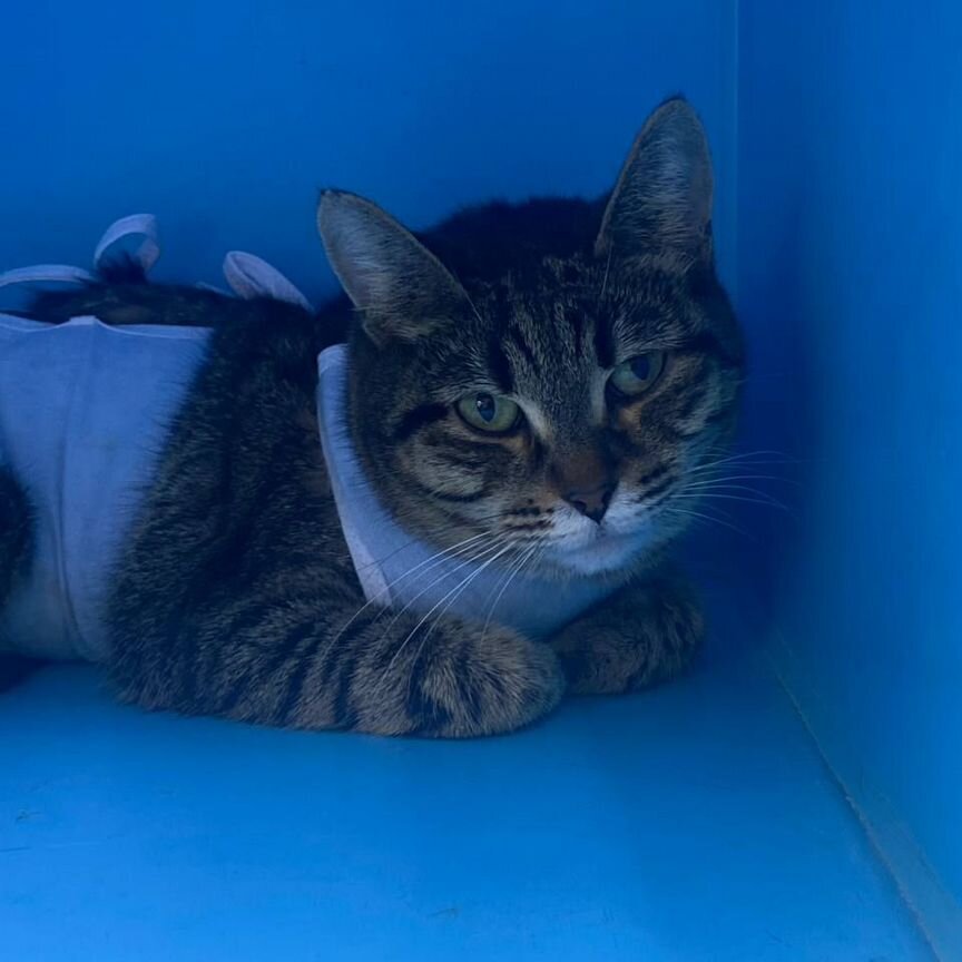 Кошечка выживает в плохих условиях