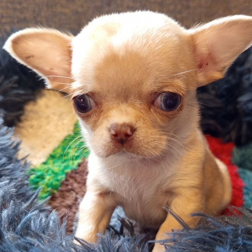 Чихуахуа, щенок