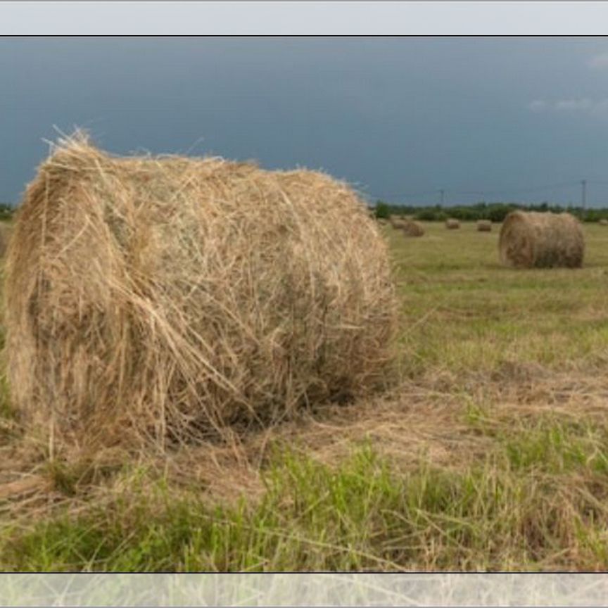 Сено в рулонах