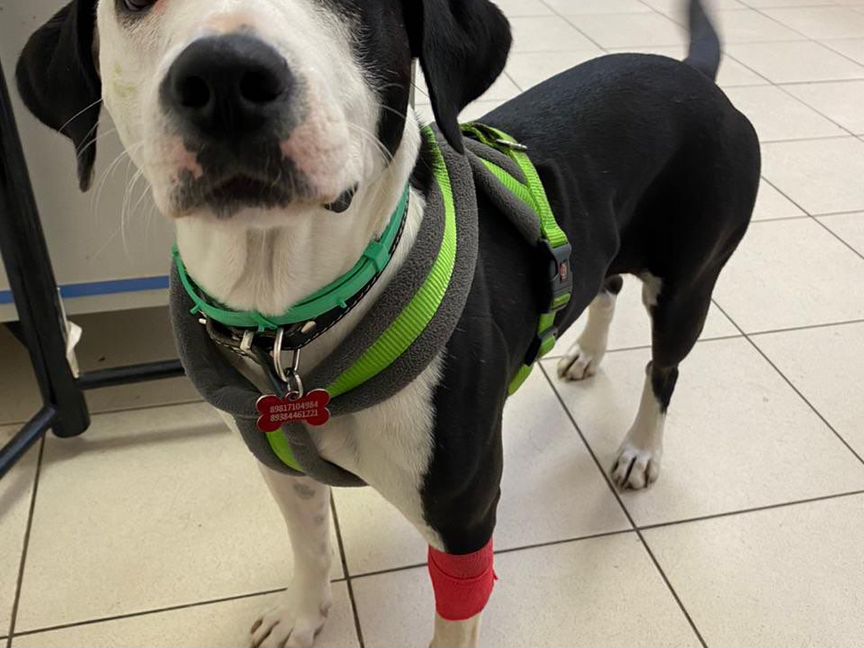 Собачка в добрые руки бесплатно