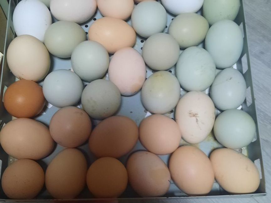 Автоматический инкубатор