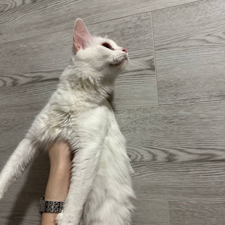Белла кошечка 6 лет белая с рыжим хвостиком