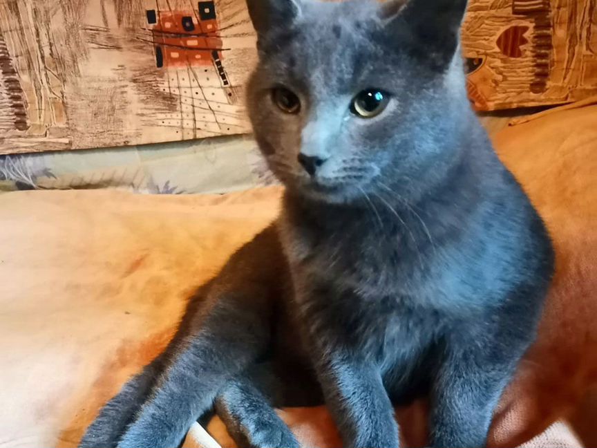 Русский голубой котик