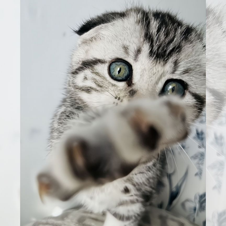 Шотландский вислоухий короткошёрстный котёнок