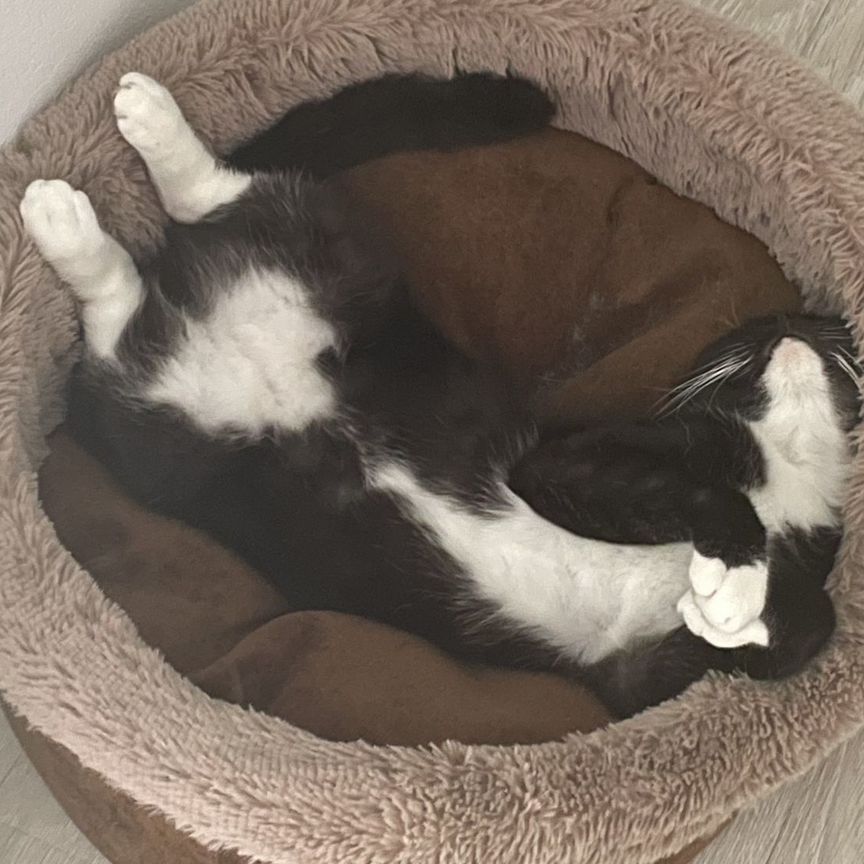 Британская длинношёрстная кошка, взрослая