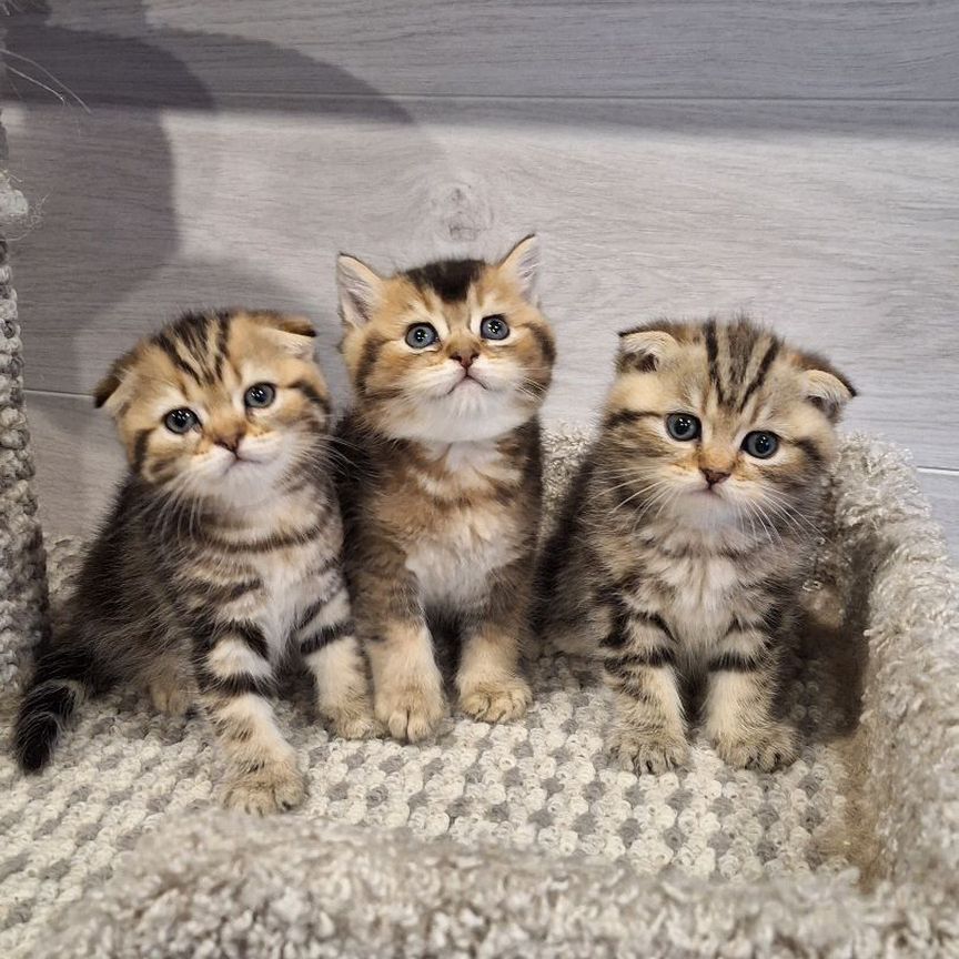 Шотландские котята мрамор