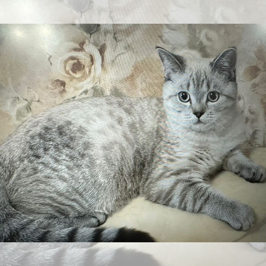 Кот серебристая шиншилла