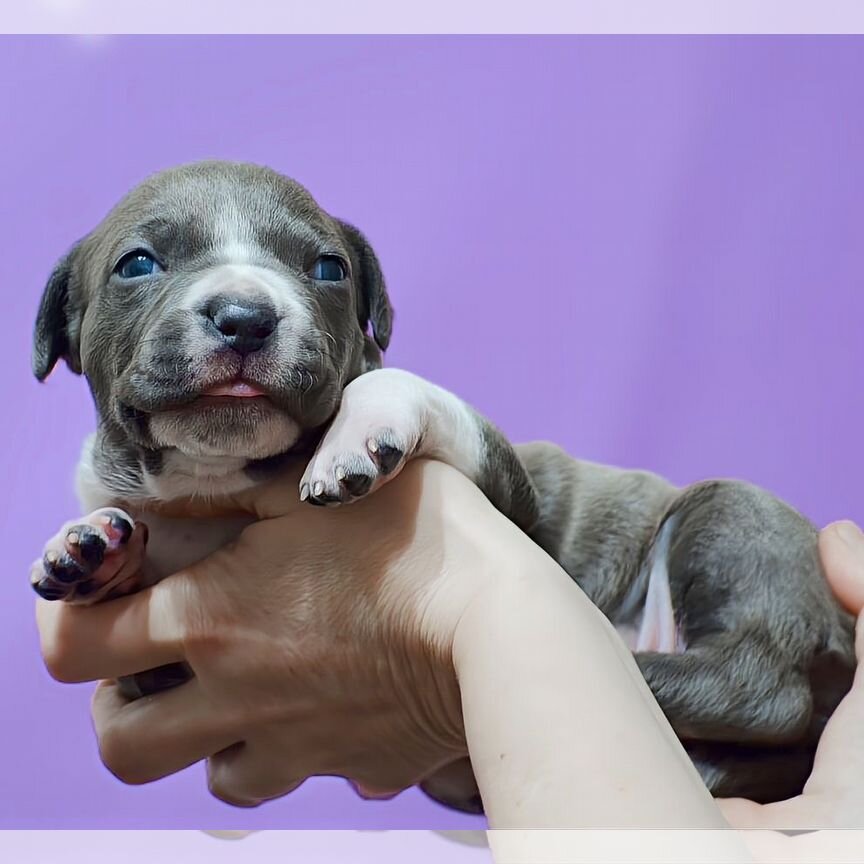 Американский стаффордширский терьер, щенок