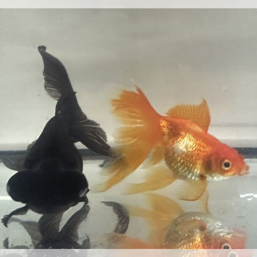 Аквариумные рыбки (крупные)