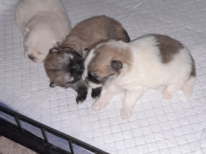 Щенки (описание)