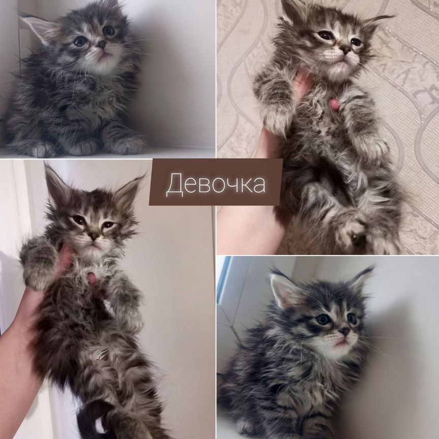 Мейн-кун котёнок