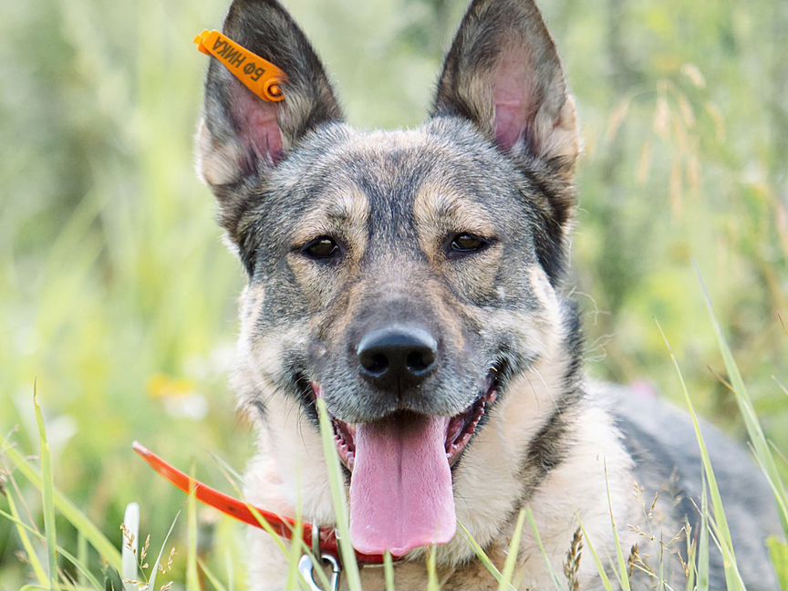 Собака в добрые руки