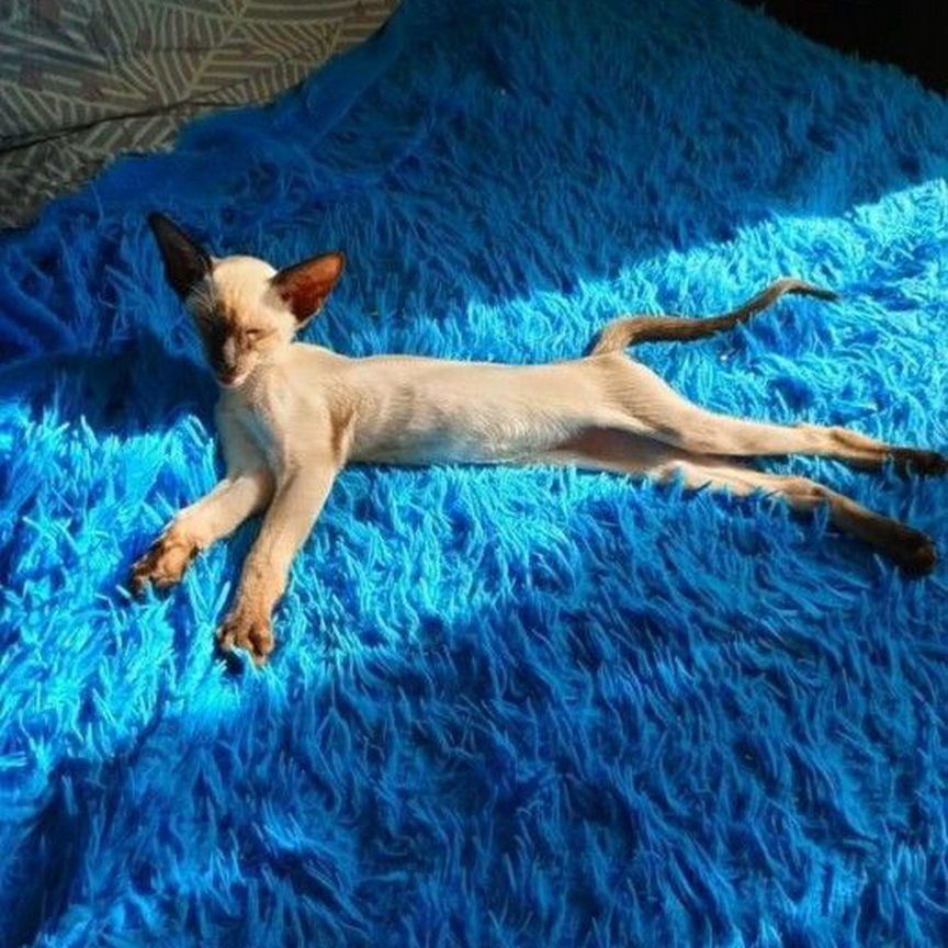 Ориентальные котята
