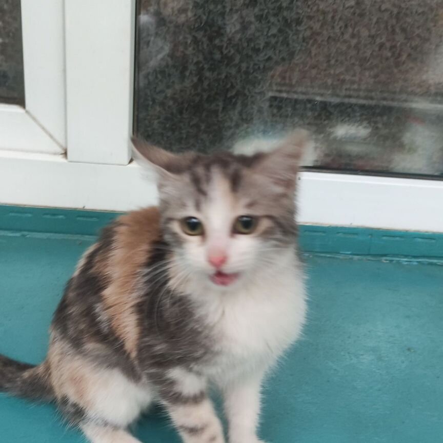 Отдаю кошку в добрые руки