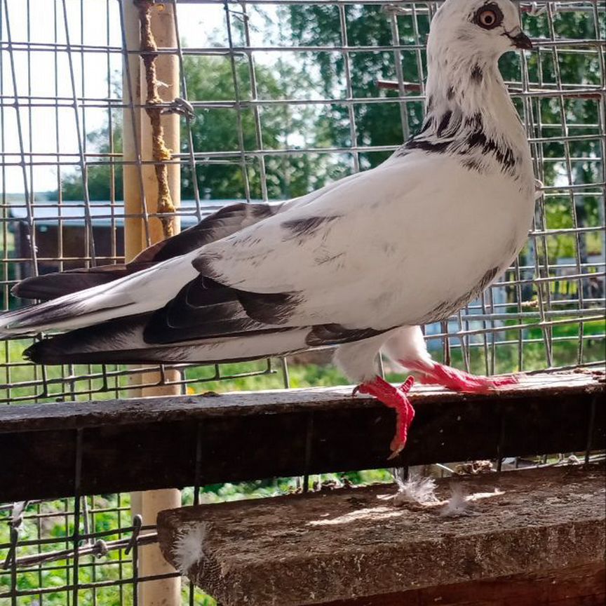 Голуби венские