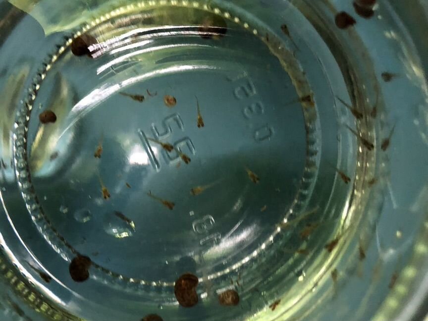 Мальки гуппи