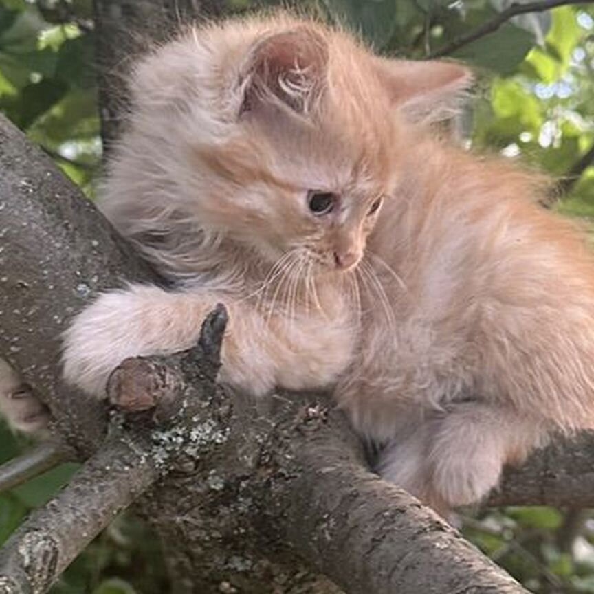 Котенок