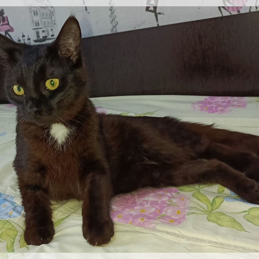 Котик Челик хочет стать домашним