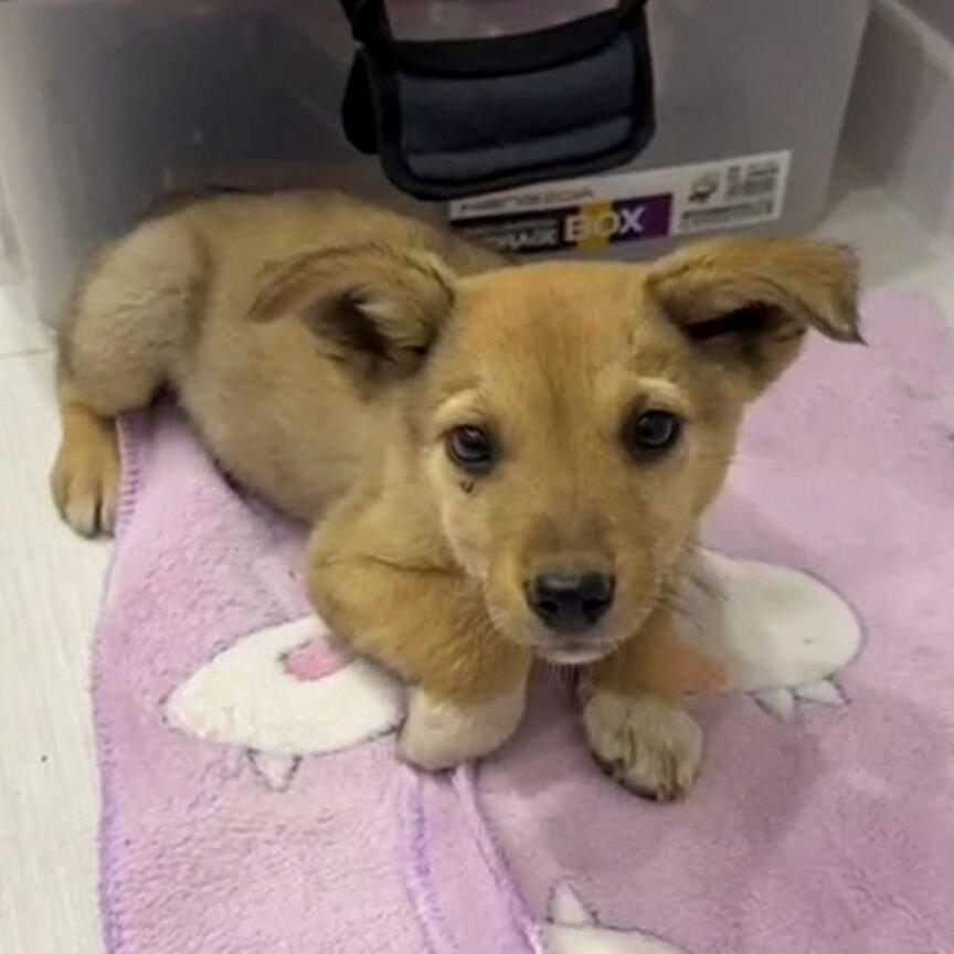 Щенок мальчик в дар