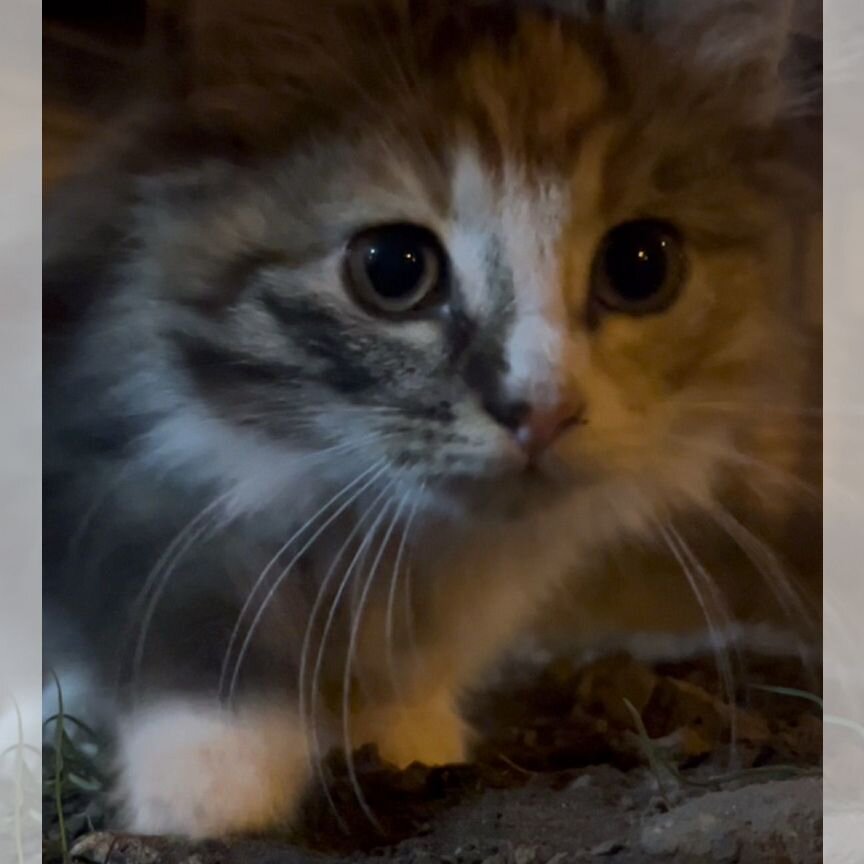 Котёнок в добрые руки