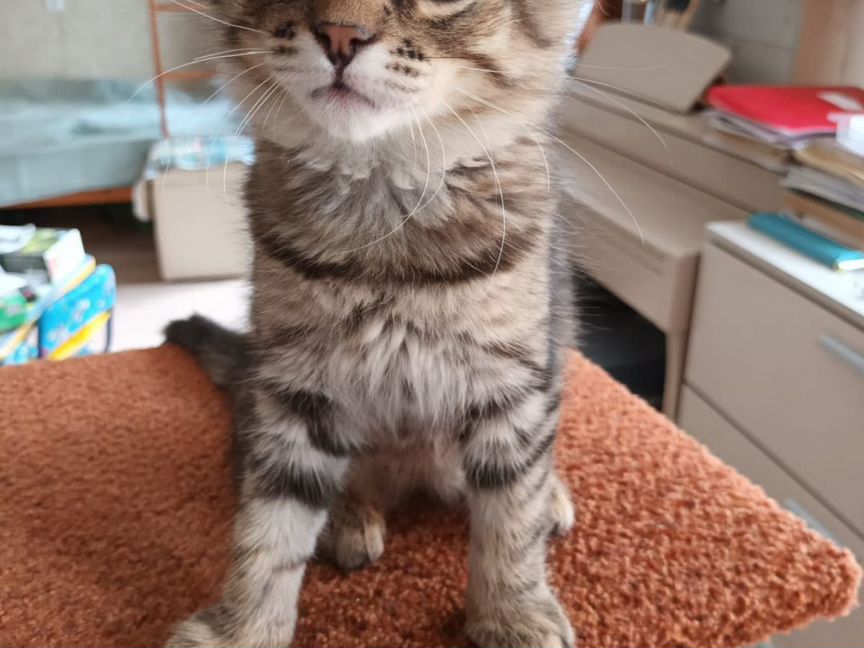 Котята в надежную семью