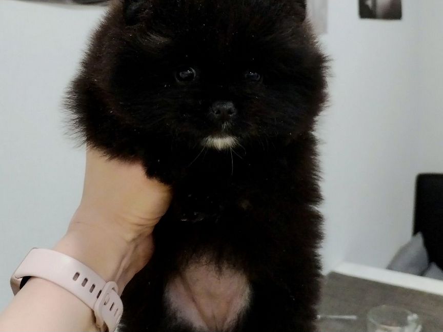 Мини чернышка