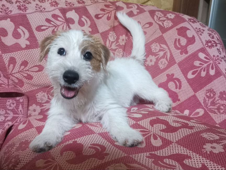 Джек рассел терьер