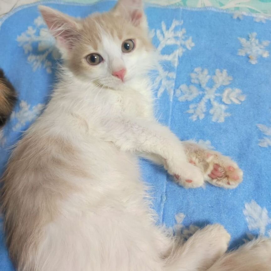 Котенок Тима в хорошую семью