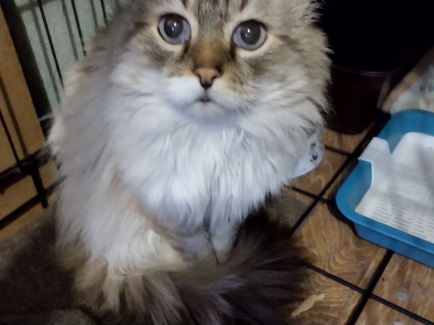 Невская маскарадная