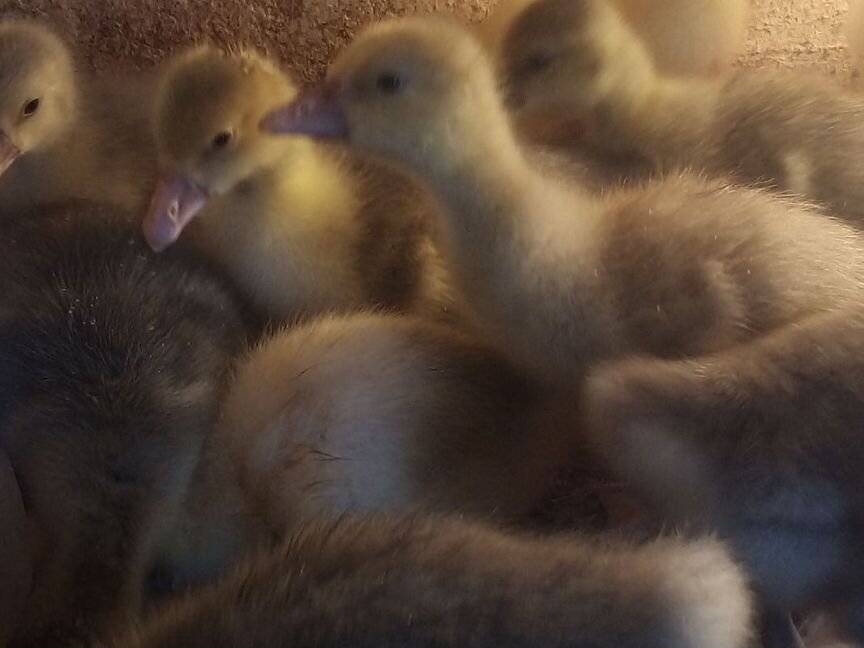 Гусята, цыплята