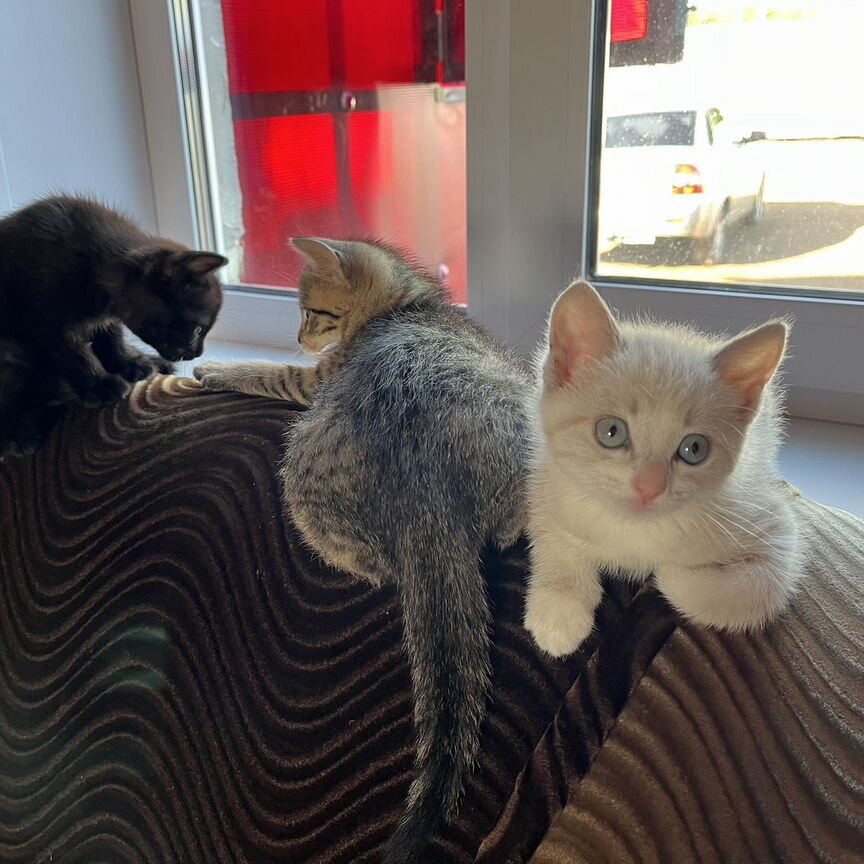 Отдам котят в добрые руки