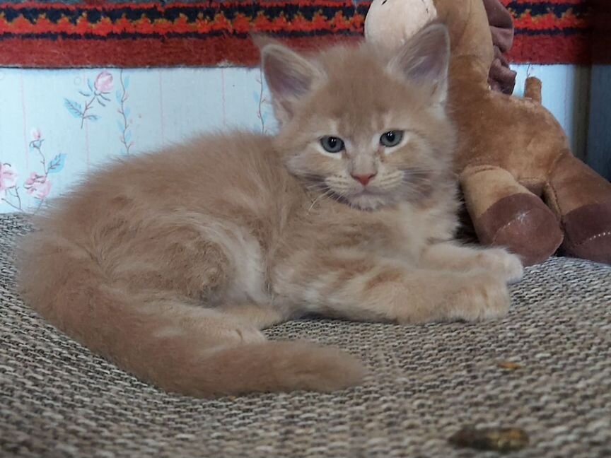 Котята породы мейн-кун