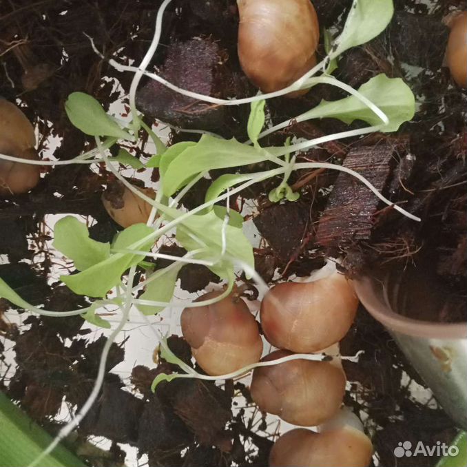 Улитки архахатины бенины