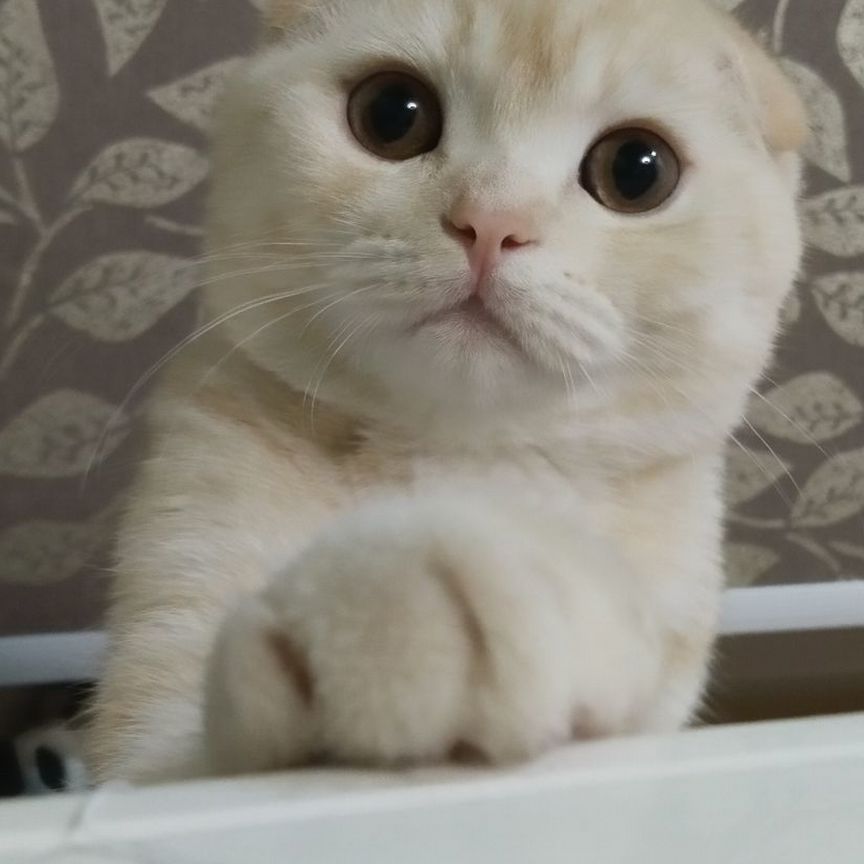 Шотландский вислоухий котенок