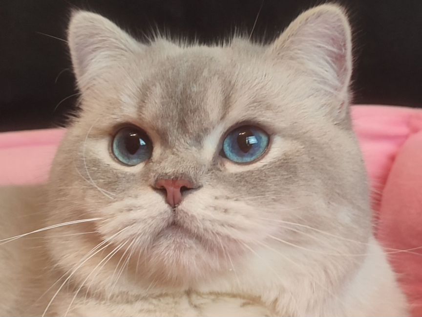 Продам британца голубой серебристый линкс пойнт