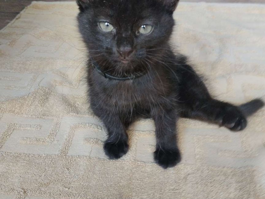 Черный котёнок,девочка,беспородистая