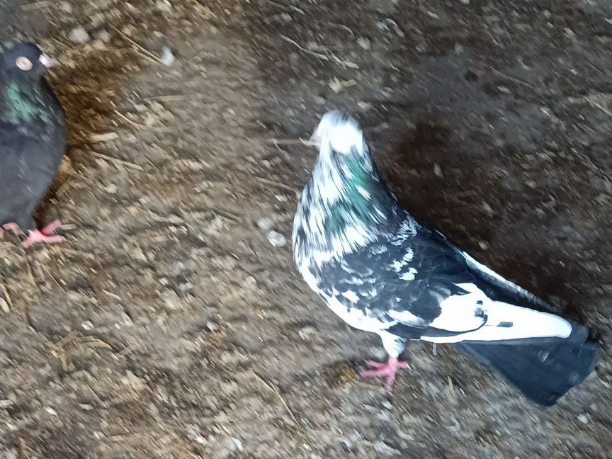 Николаевские голуби