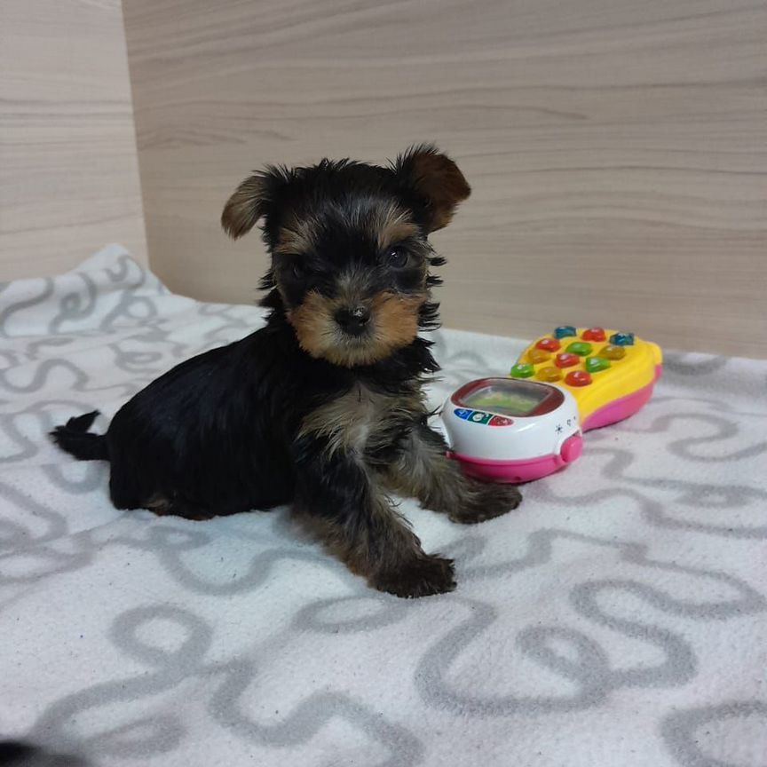 Йоркширский терьер