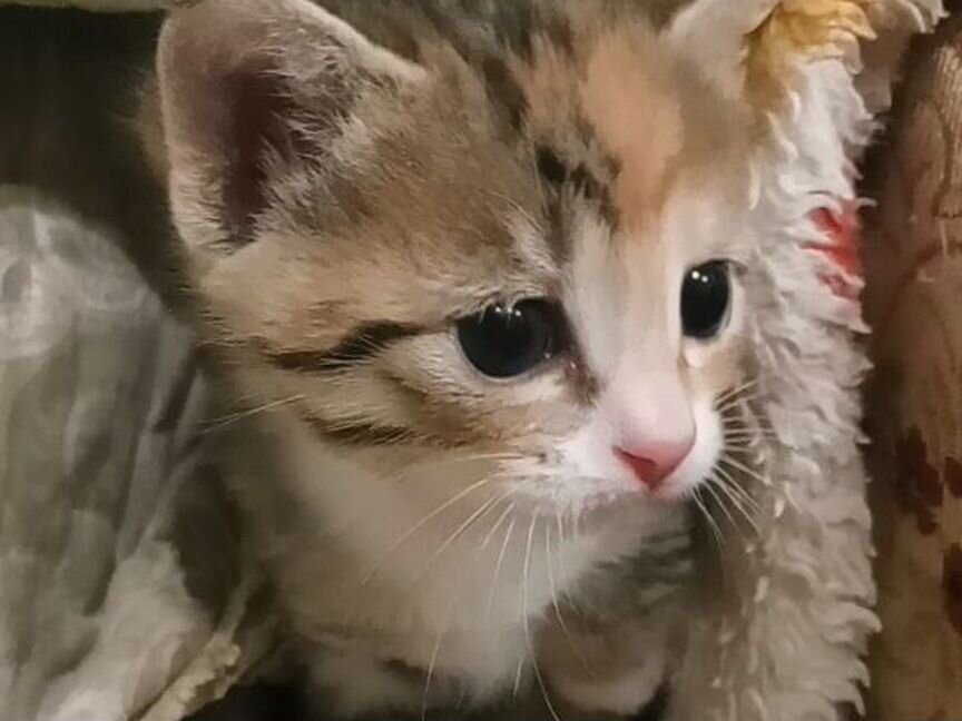 Котята девчата. В добрые руки