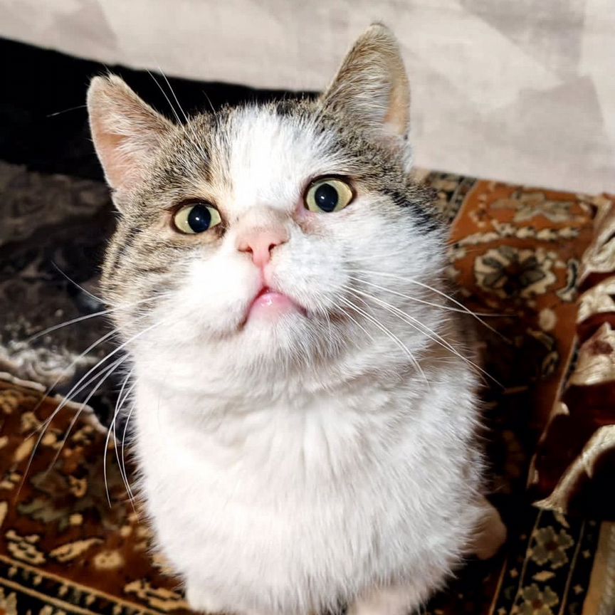 Невероятный кот с грустными глазами