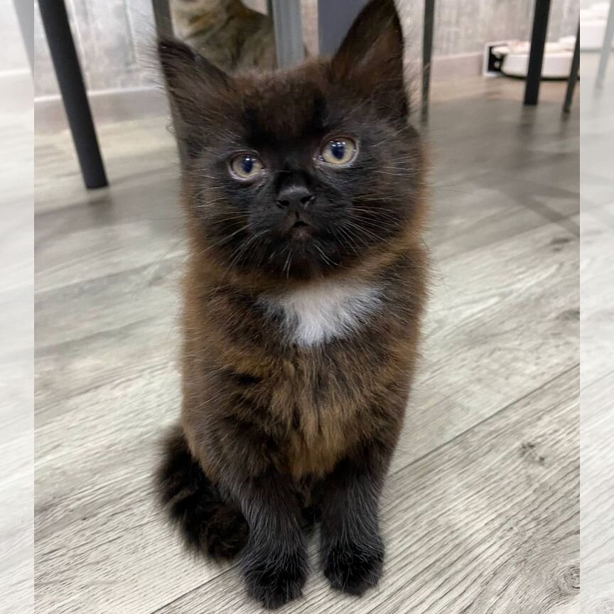 Котёнок в добрые руки