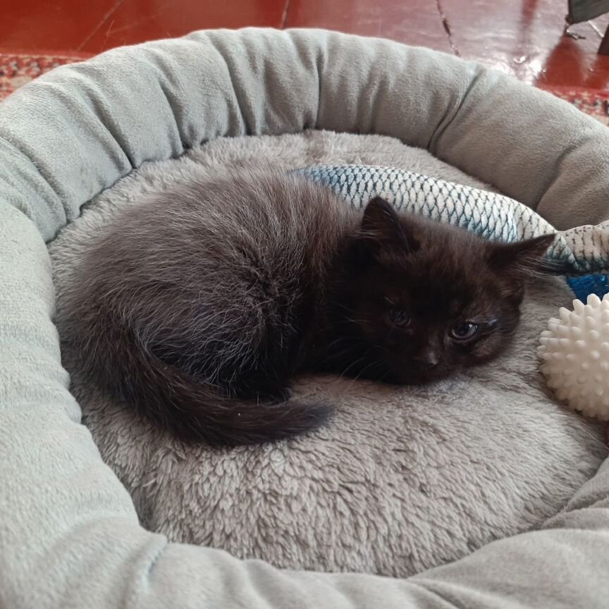 Отдам котят в хорошие руки
