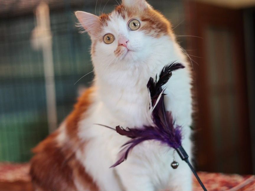 Котик с очаровательной мордочкой