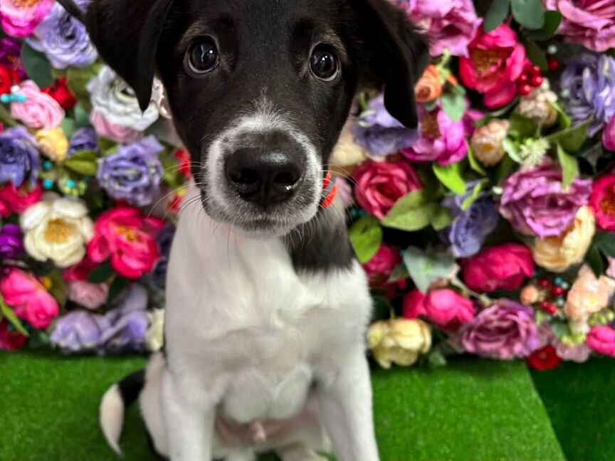 Мампап, тут добрейший, смышленый паренек ищет дом