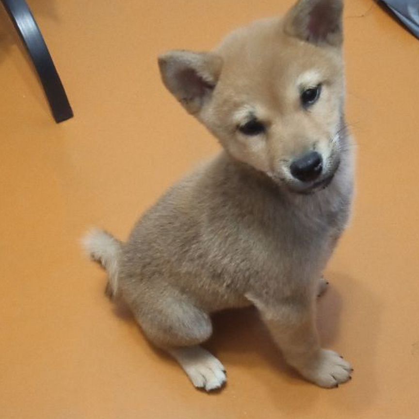 Сиба-ину, щенок